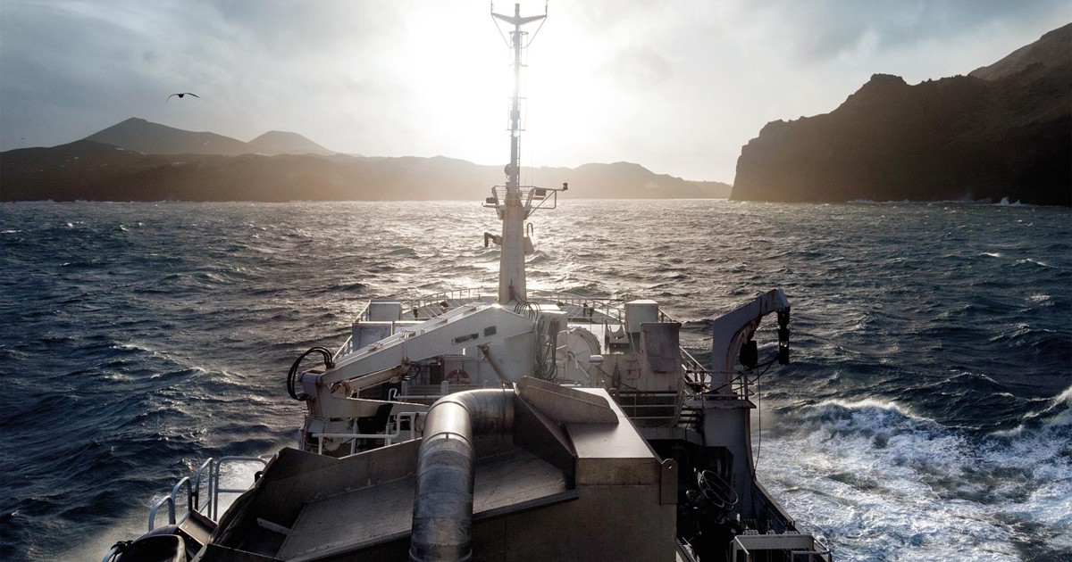 VSV - Taste the wild